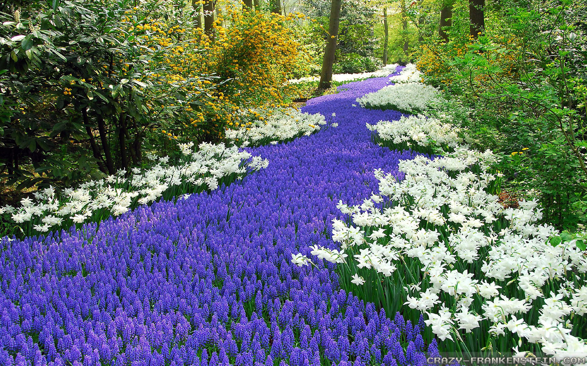 Landscape Photography Garden - 1920x1200 Wallpaper - teahub.io