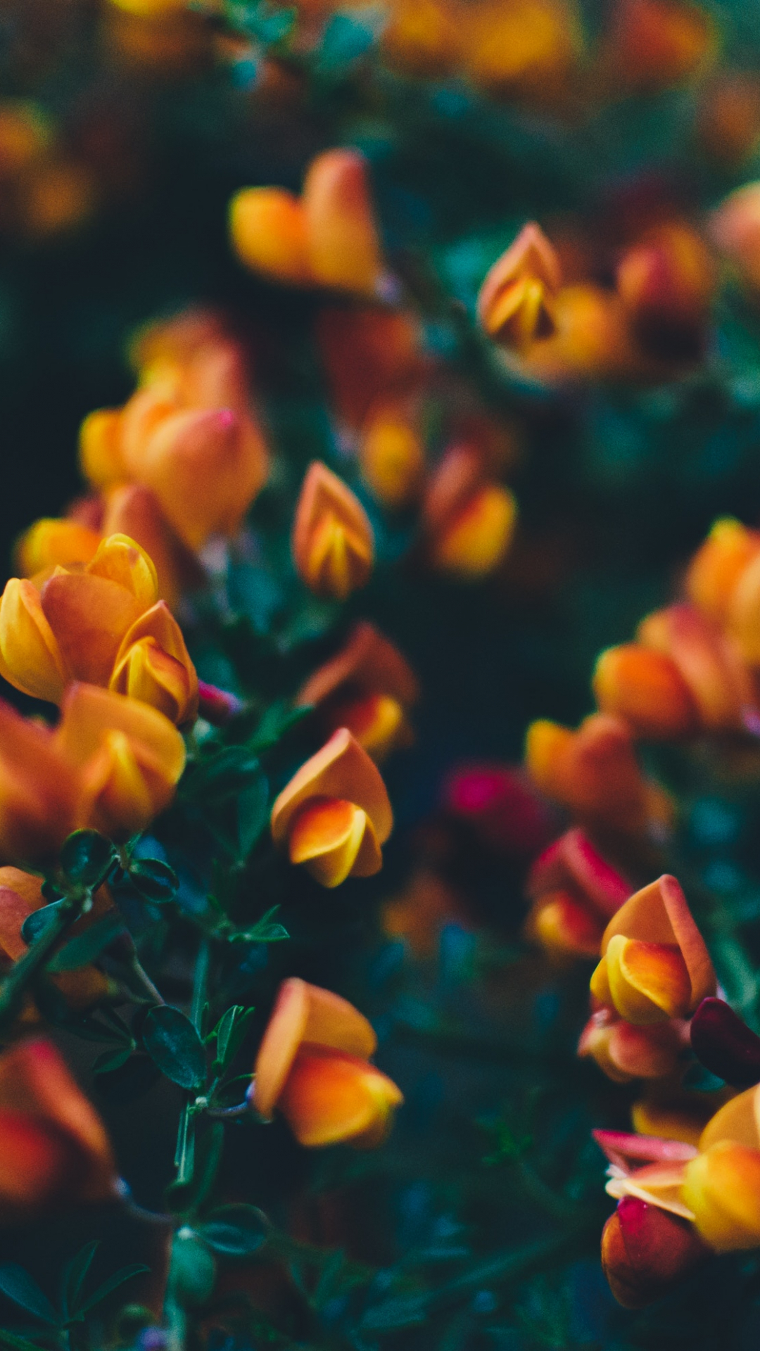 Budding Fiery Flowers Iphone Wallpaper - วอลเปเปอร์ พื้น หลัง คอม ...