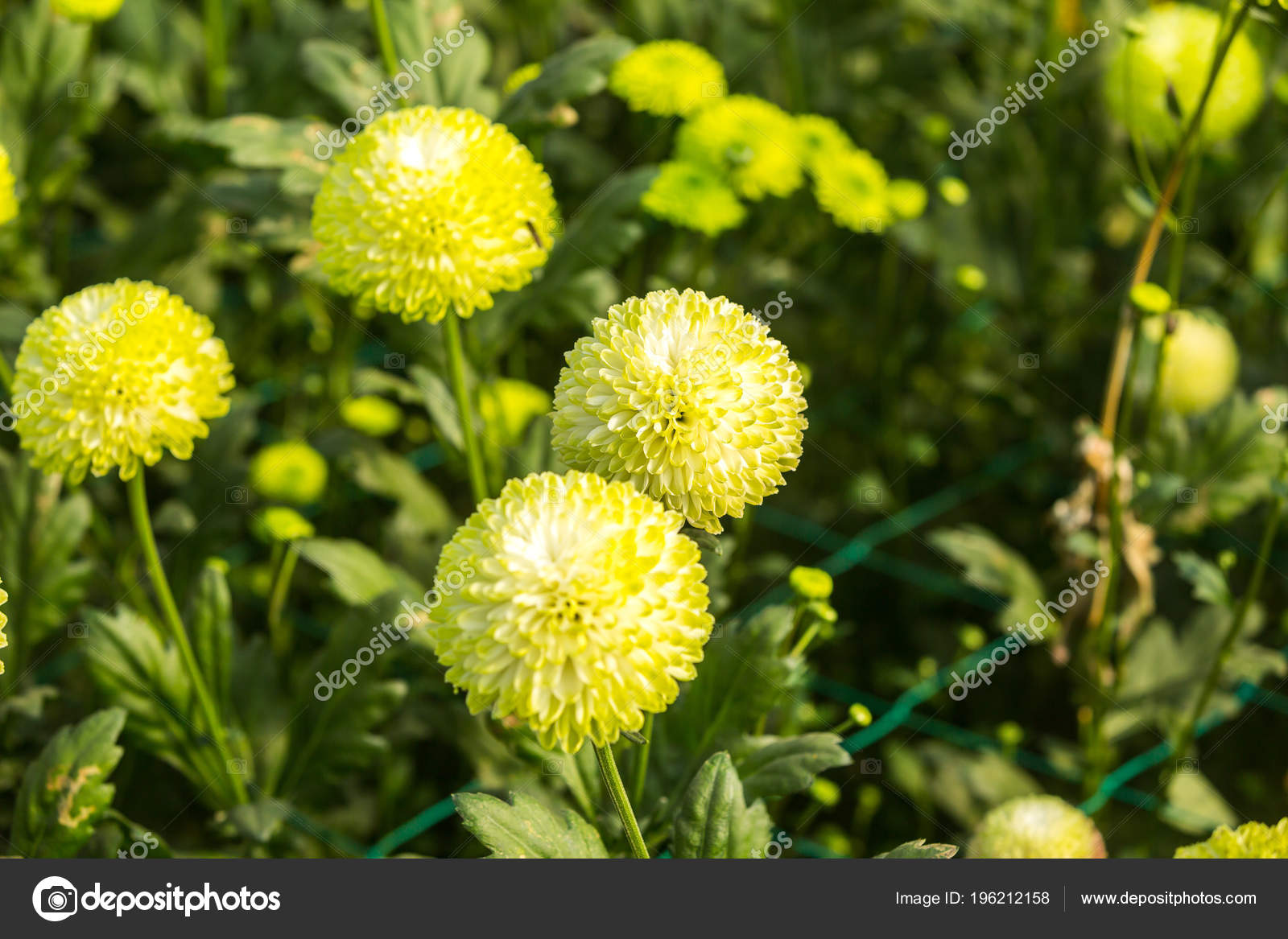Chrysanths - 1600x1167 Wallpaper - teahub.io