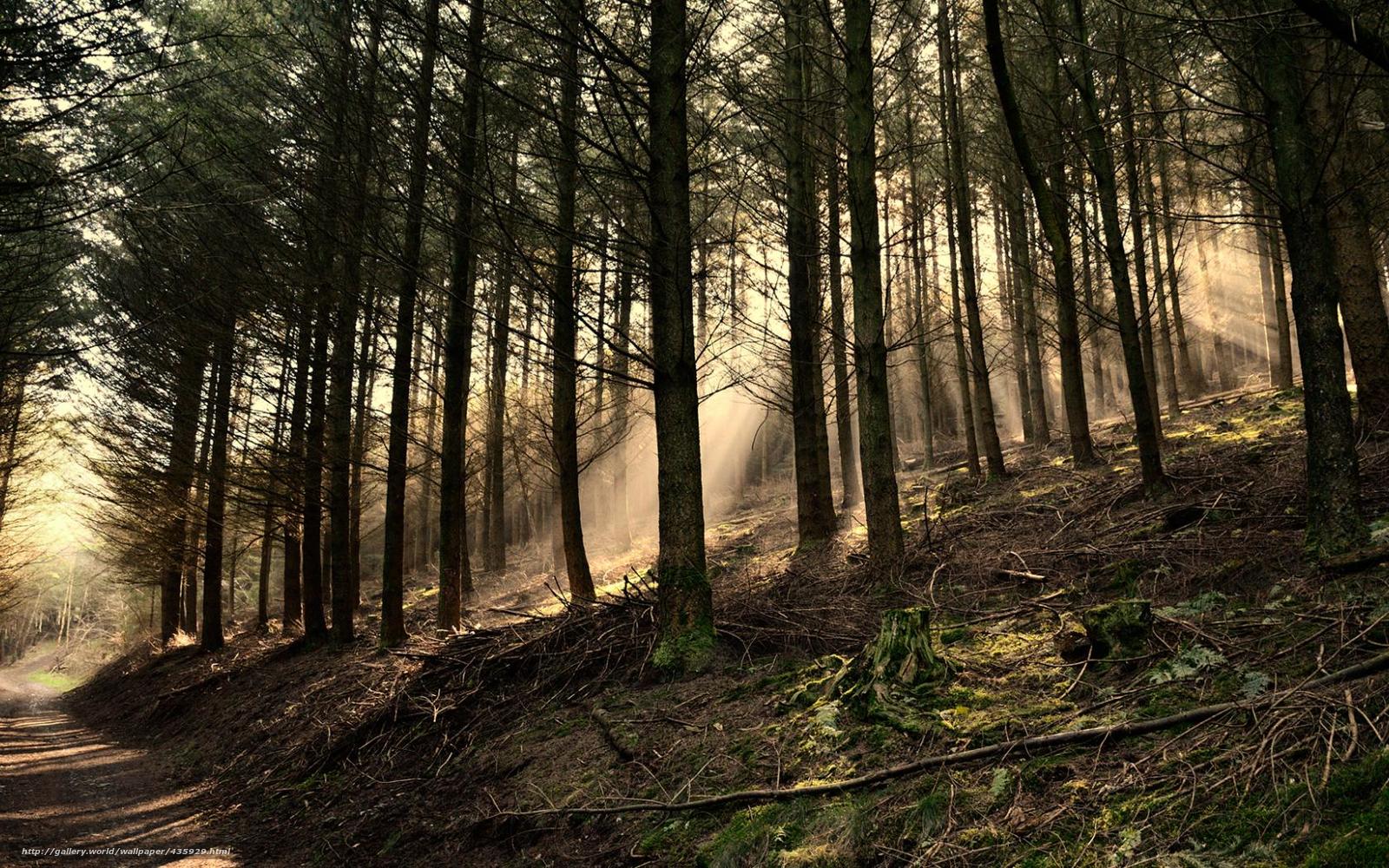 Forest 1980 1080 - 1600x1000 Wallpaper - teahub.io