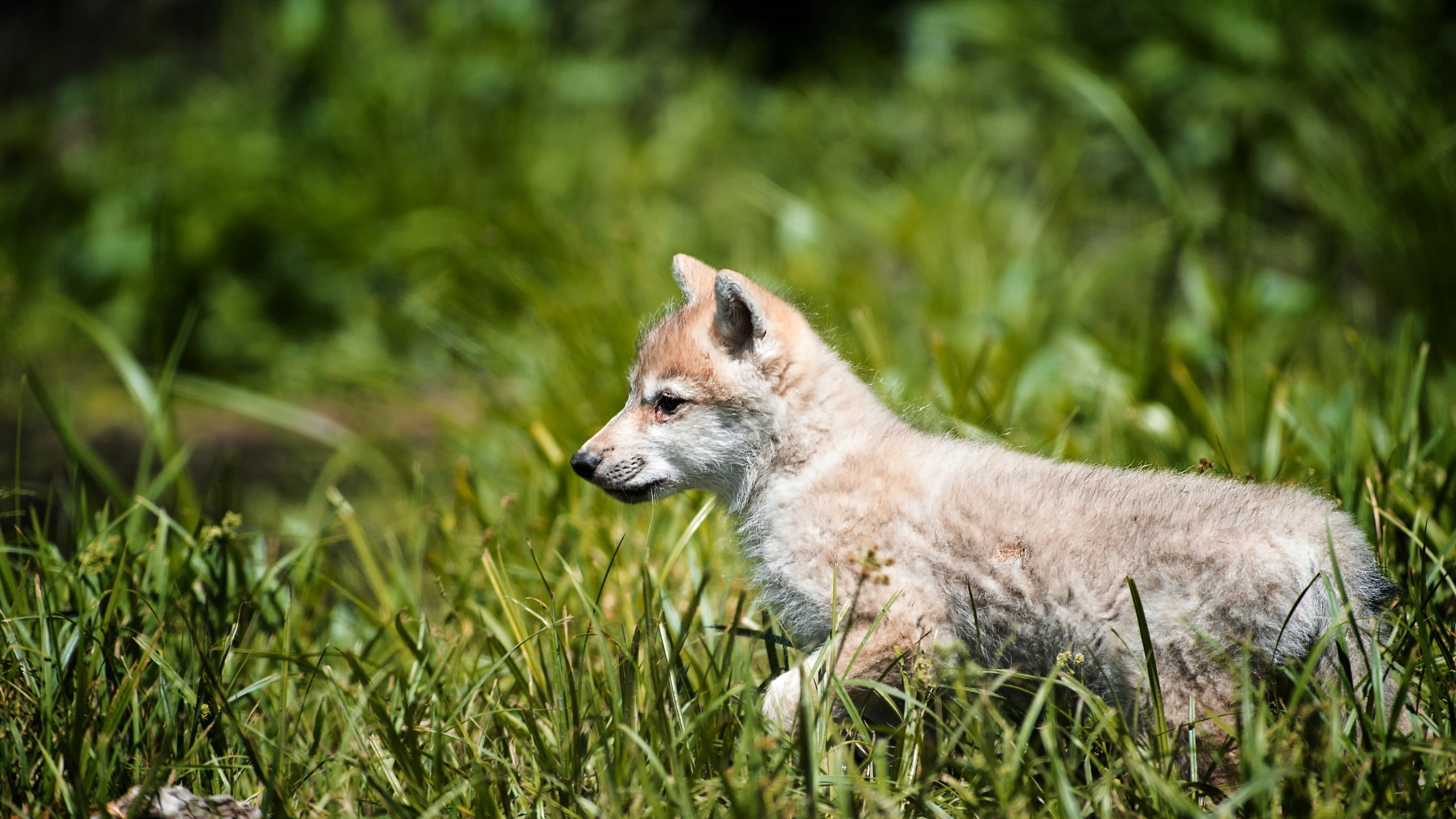 Wallpaper Wolf, Baby, Grass, Walk - Baby Wolf Wallpaper Laptop ...