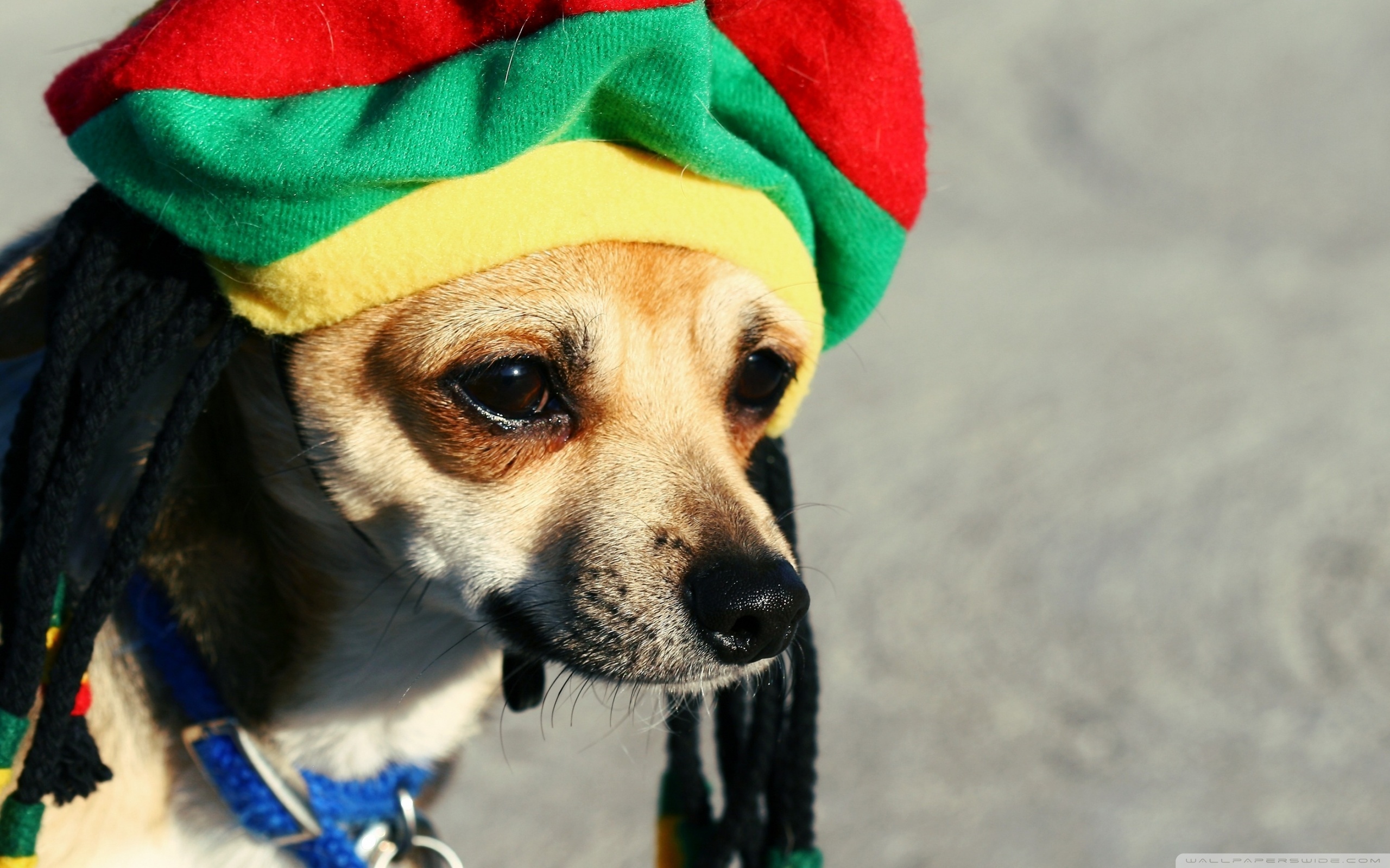 Rasta Dog - 2560x1600 Wallpaper - teahub.io