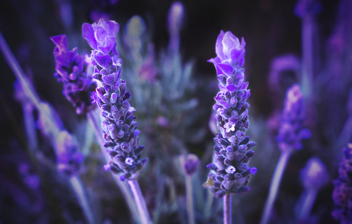 Photo Wallpaper Macro, Flowers, Background, Lavender - Lavanda ...