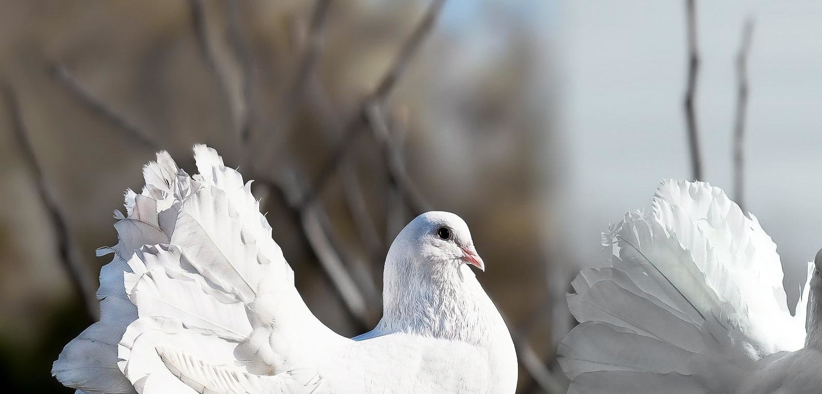 Free Pigeon High Quality Wallpaper Id - Pigeons Hd - 1600x768 Wallpaper ...