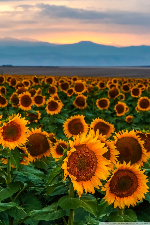 High Resolution Sunflower Field Hd - 640x960 Wallpaper - teahub.io