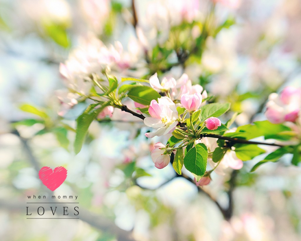 Apple Blossom - Blossom - 1024x819 Wallpaper - teahub.io