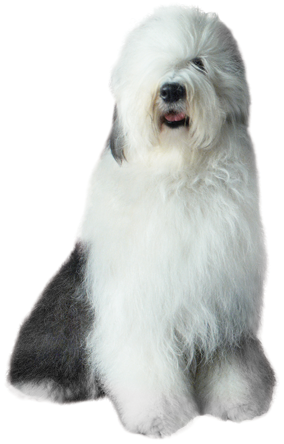 Dulux Dog Logo - 555x866 Wallpaper - teahub.io