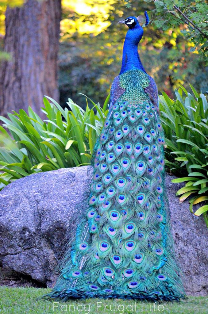 Indian Blue Peacocks - 678x1024 Wallpaper - teahub.io