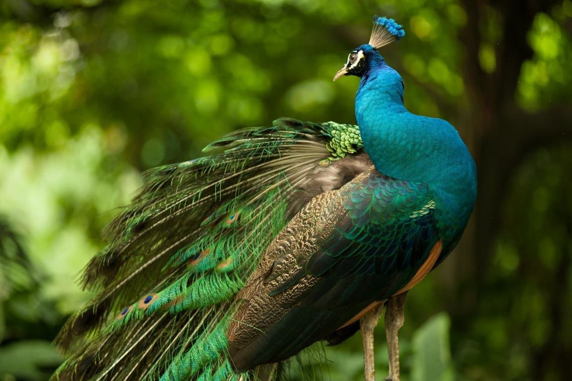High Resolution Peacock Hd Wallpaper Id - High Resolution Peacock ...