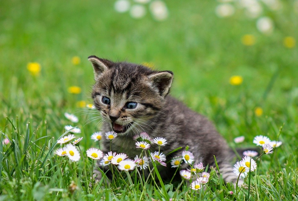 Dua Anak Kucing Di Rumput - 960x649 Wallpaper - teahub.io
