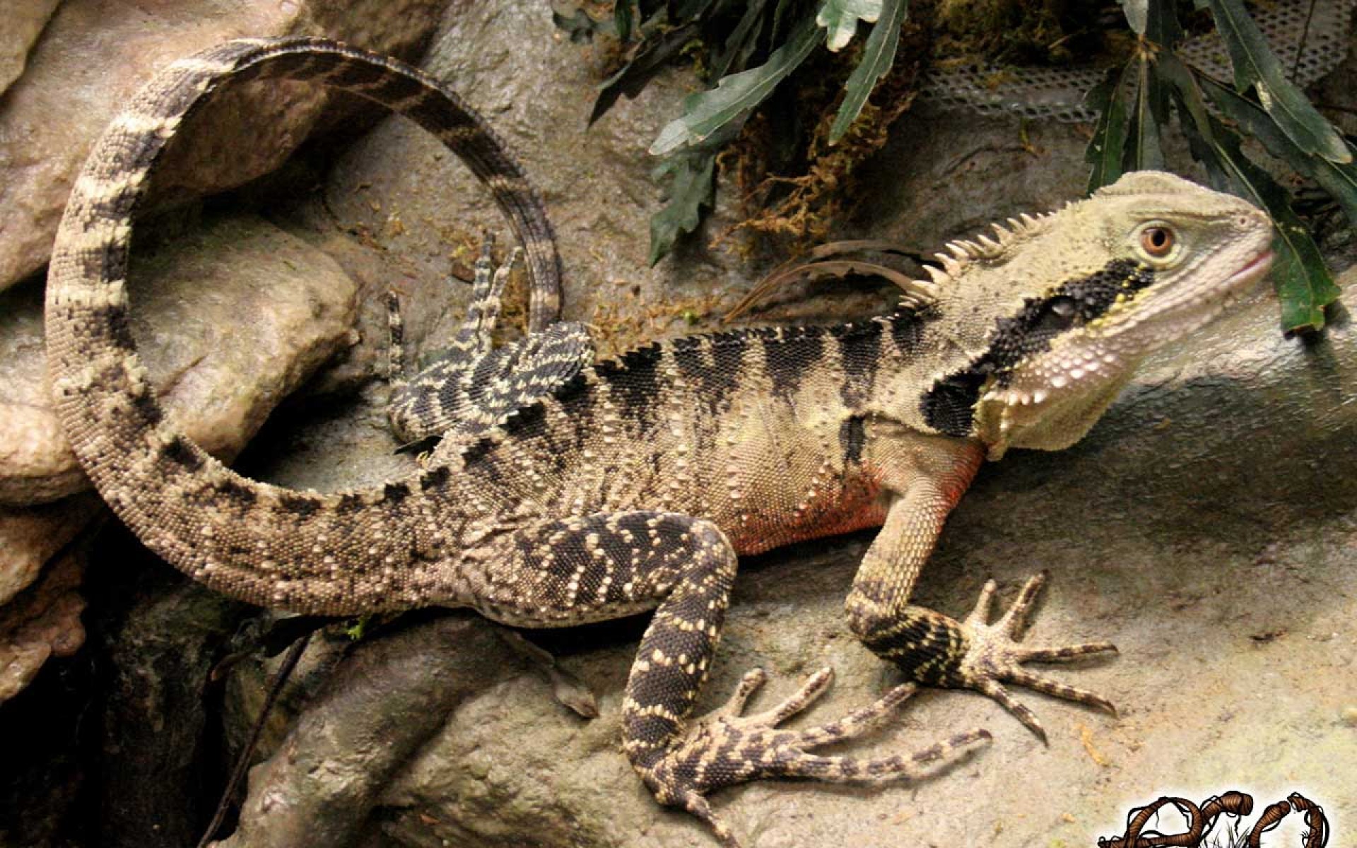 Water Dragon Lizard - 1920x1200 Wallpaper - teahub.io