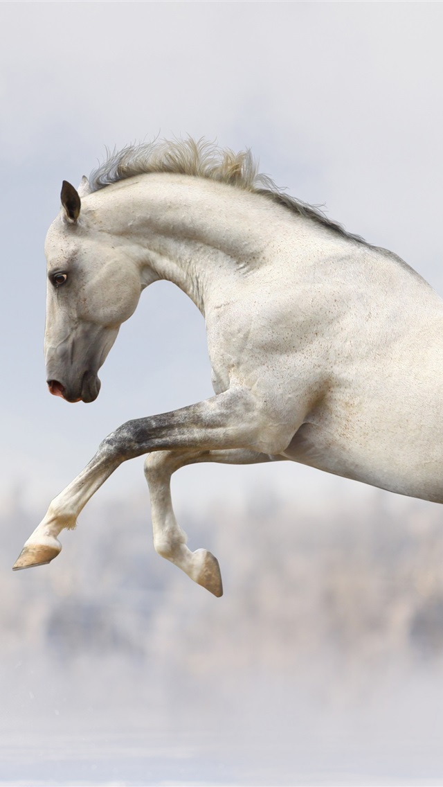 پوستر اسب - 640x1136 Wallpaper - teahub.io