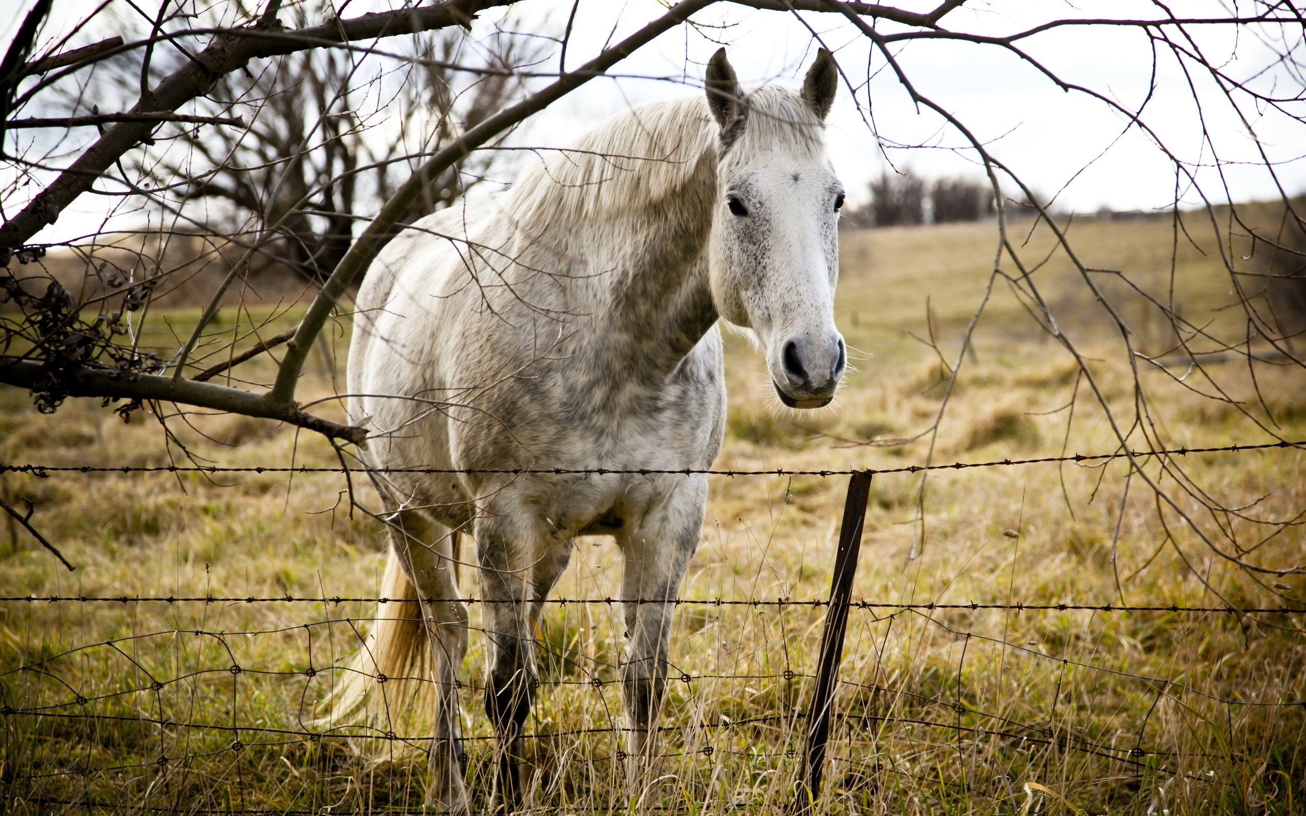 Mane - 2560x1600 Wallpaper - teahub.io