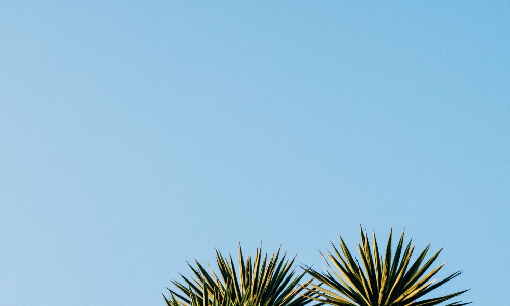 Agave Azul - 1000x600 Wallpaper - teahub.io