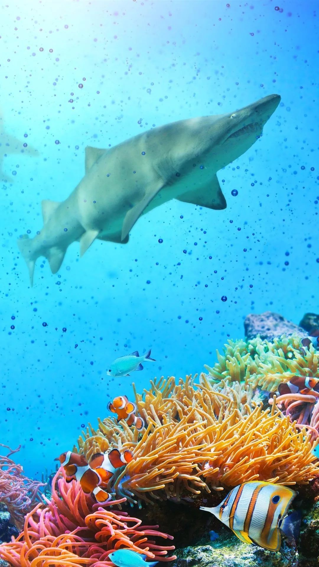 Free Tropical Fish Iphone Lock Screen Wallpaper - Big Fish In Coral ...