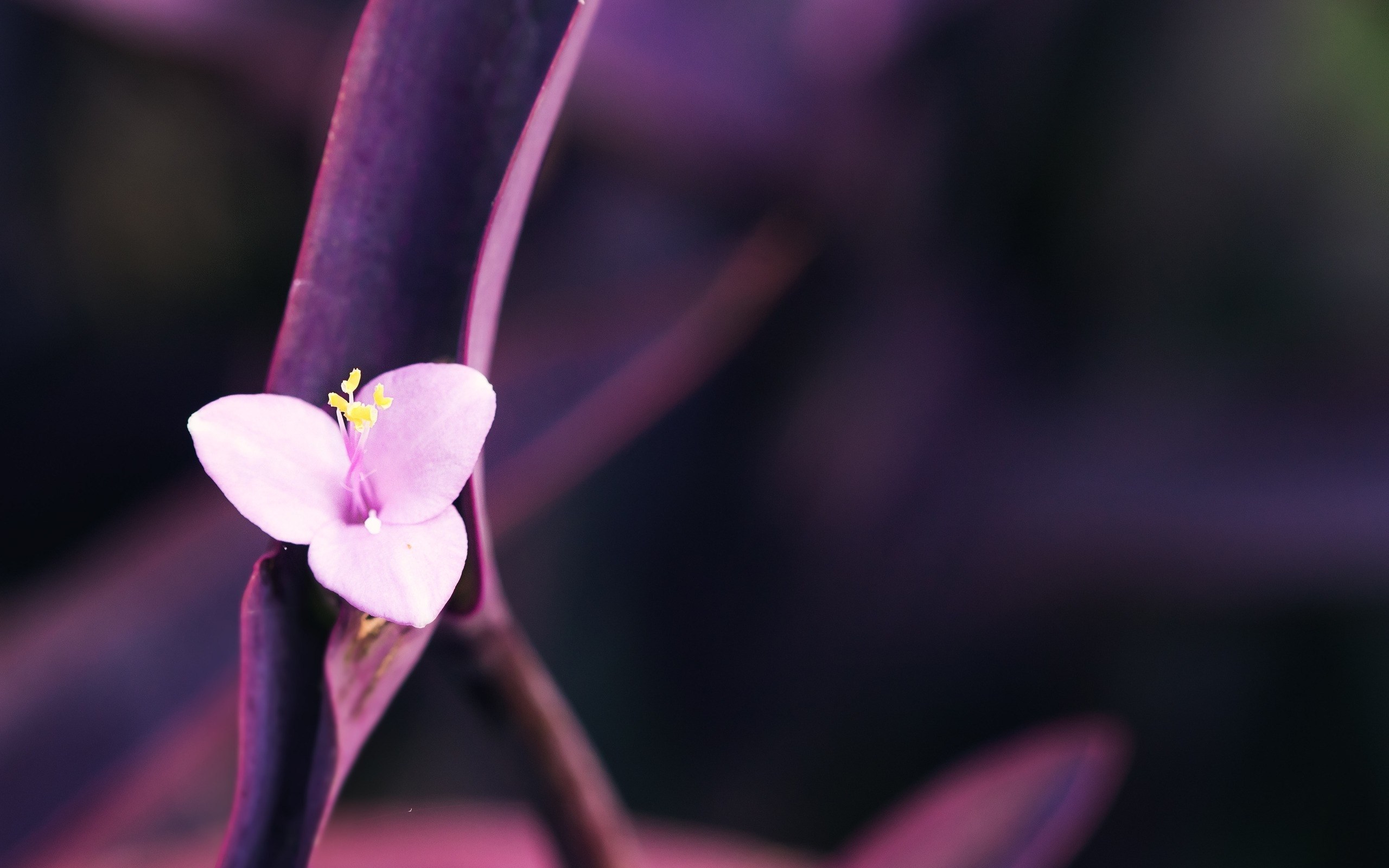 Three Petal Pink Flowers - 2560x1600 Wallpaper - teahub.io