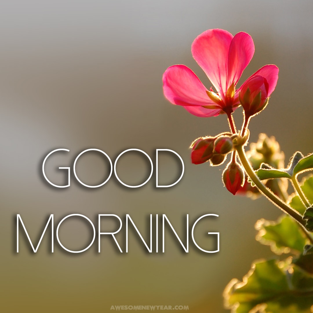 Gud Morning Images With Flowers Gud Morning Very Good Morning 1080x1080 Wallpaper