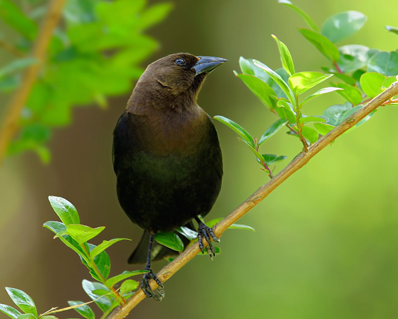 Fancy Birds - 1280x1024 Wallpaper - teahub.io