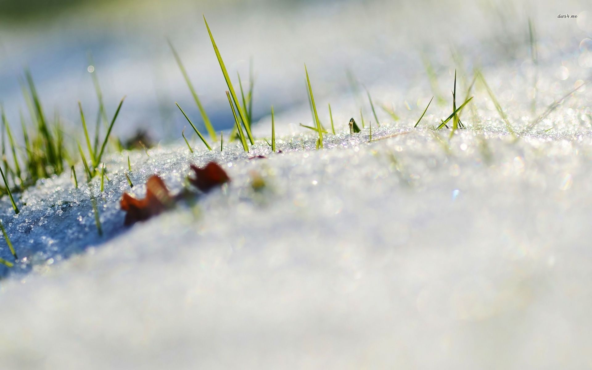 Spring S First Signs Hd Wallpaper - Signs Of Spring - 1920x1200 ...