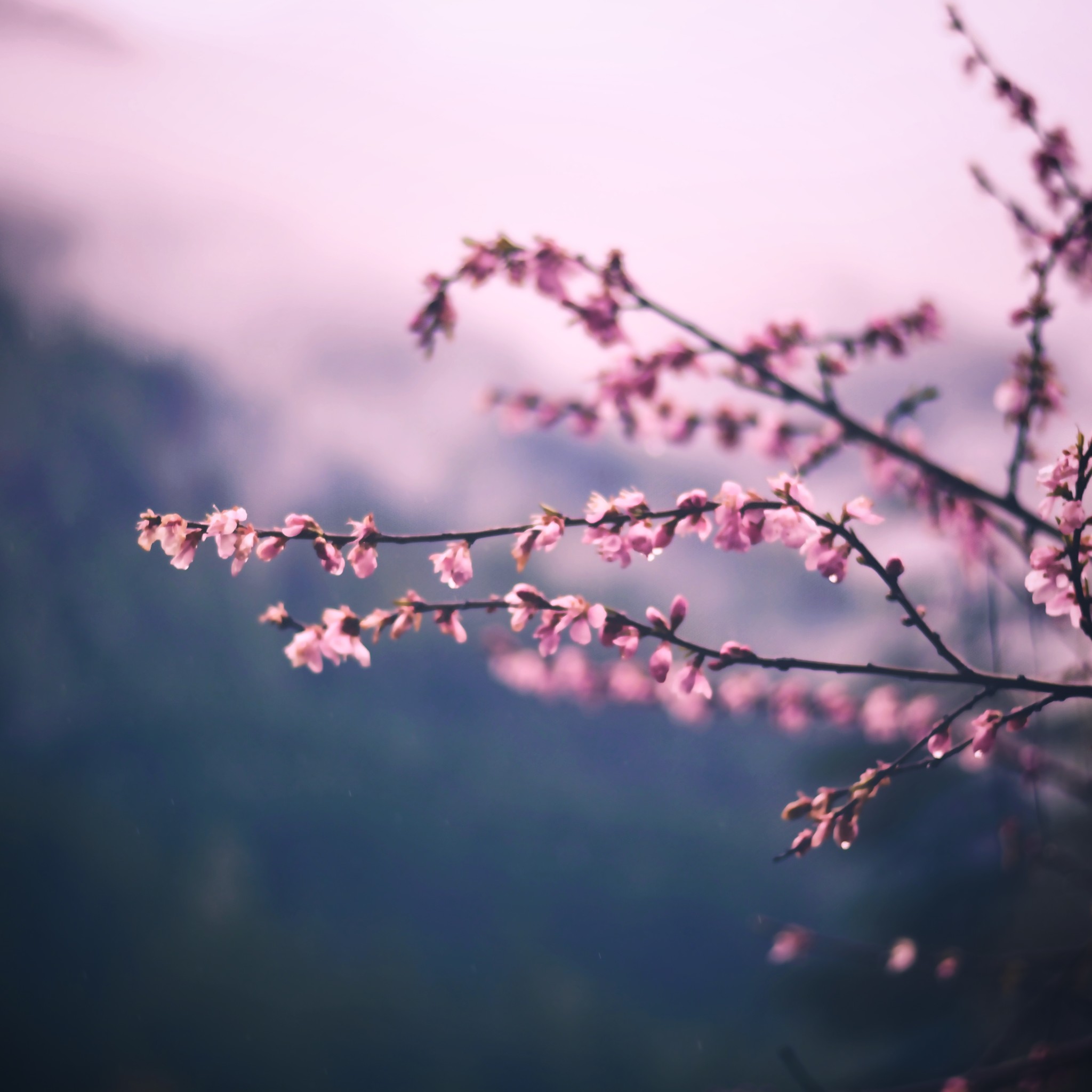 Pink Tree Full Hd - 2048x2048 Wallpaper - teahub.io