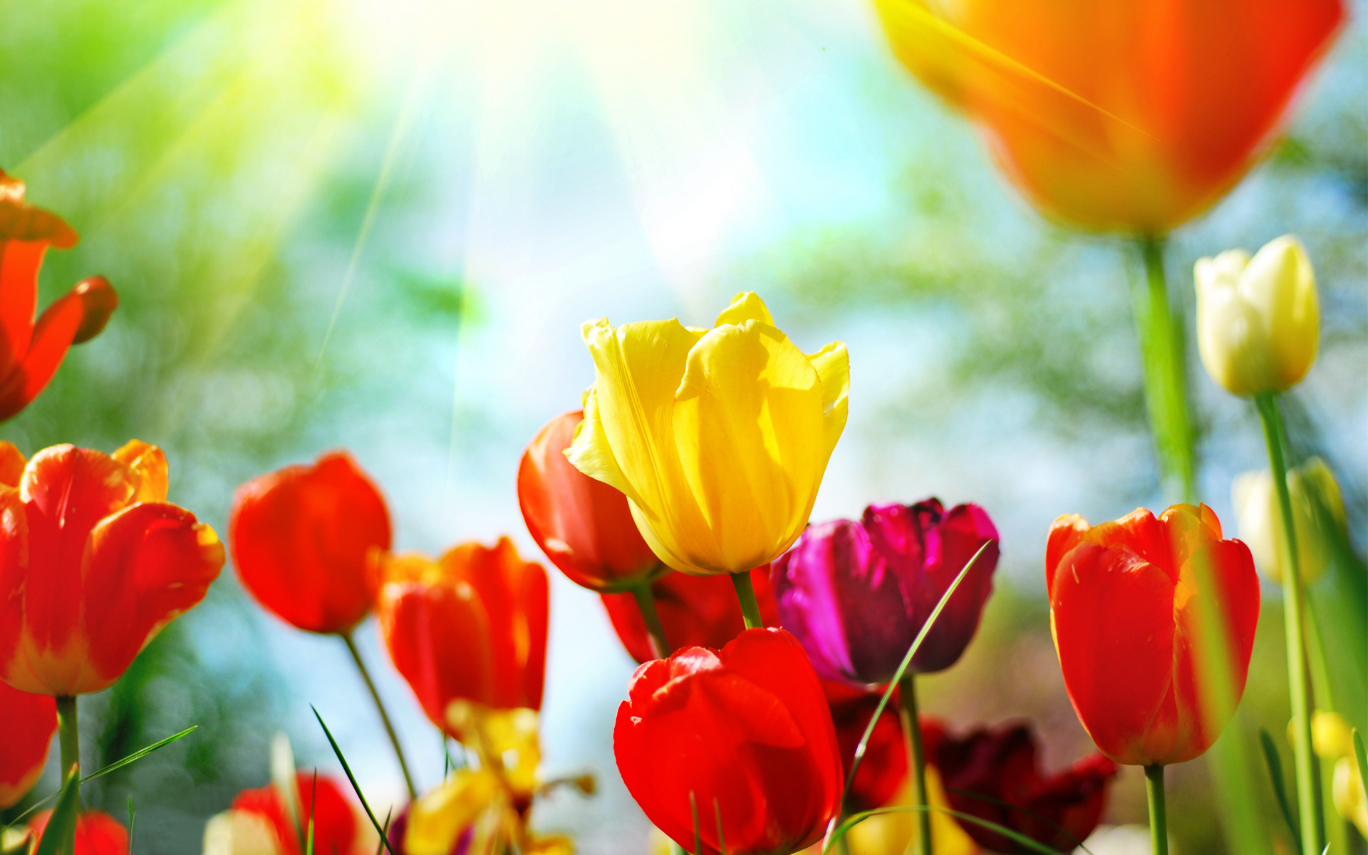 Free Download Pictures Of Spring Image Library Library - 1920x1200 ...