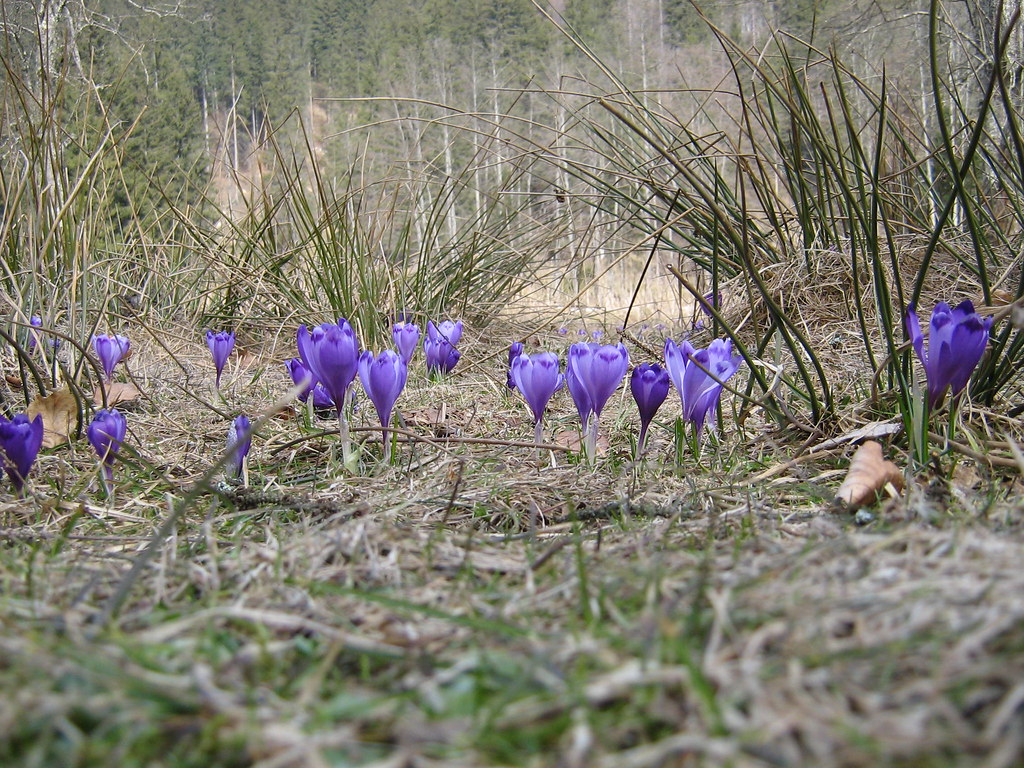 Spring Crocus - 1024x768 Wallpaper - teahub.io