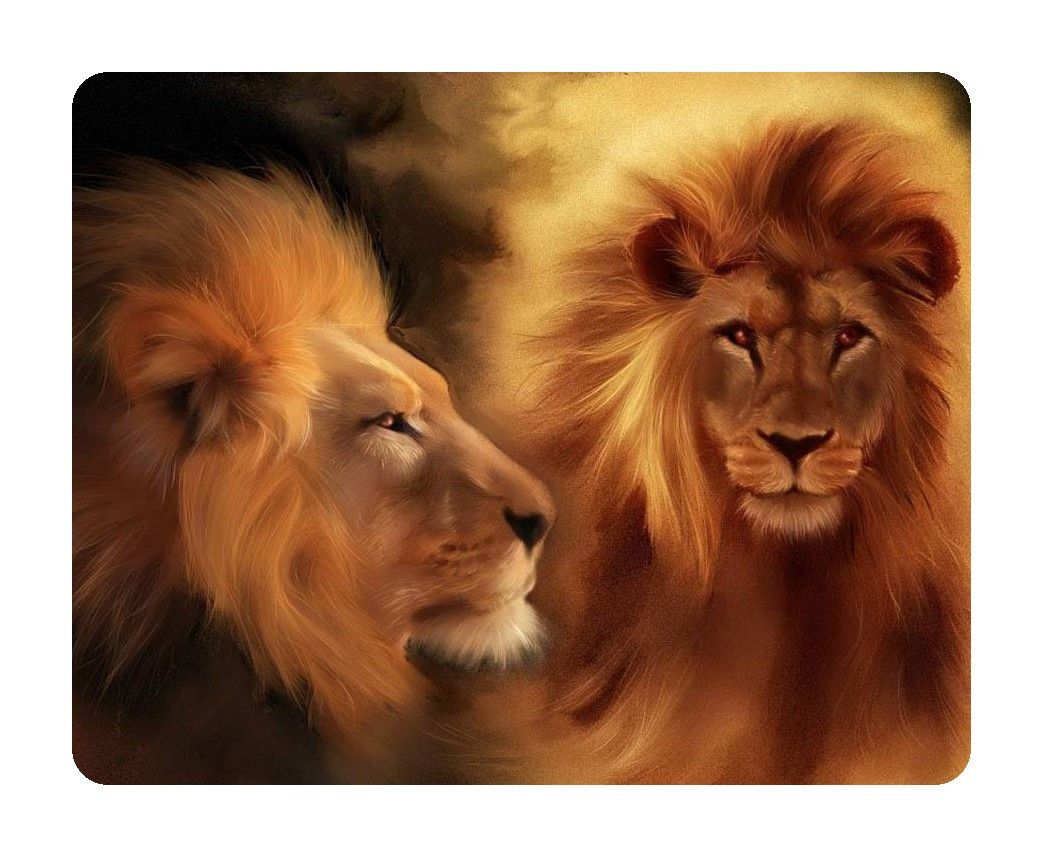 2 Lions - 1043x857 Wallpaper - teahub.io