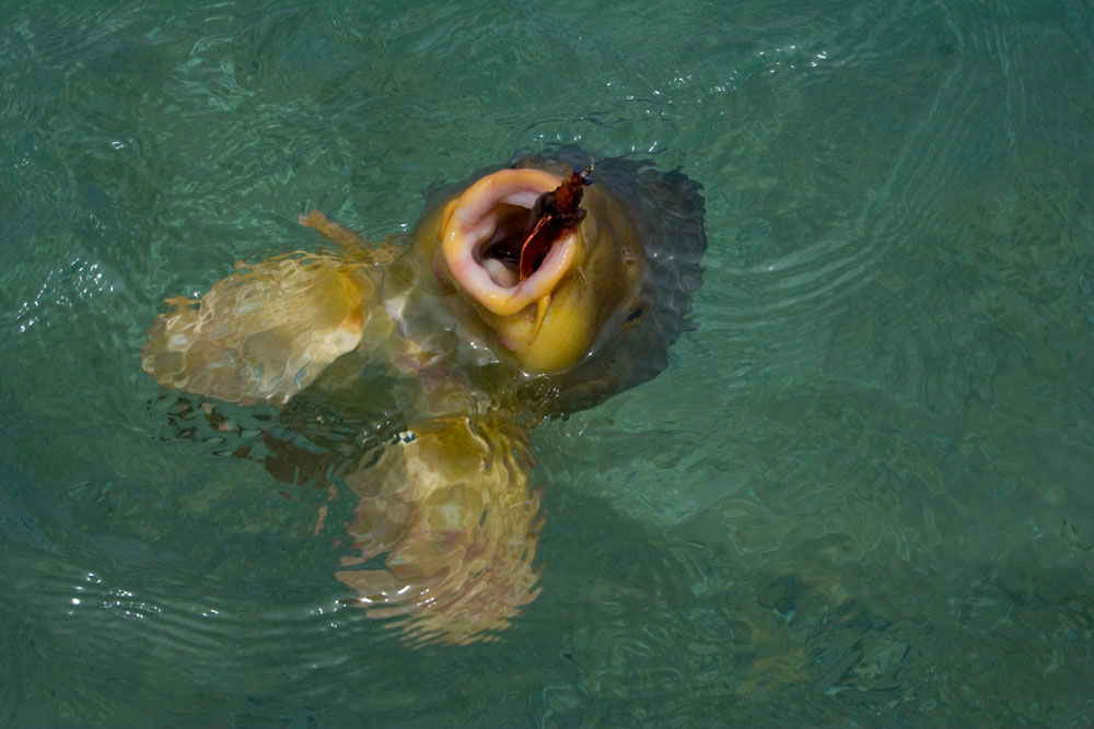 Fly Fishing For Carp In Lake Michigan - Red Eared Slider - 1000x667 ...