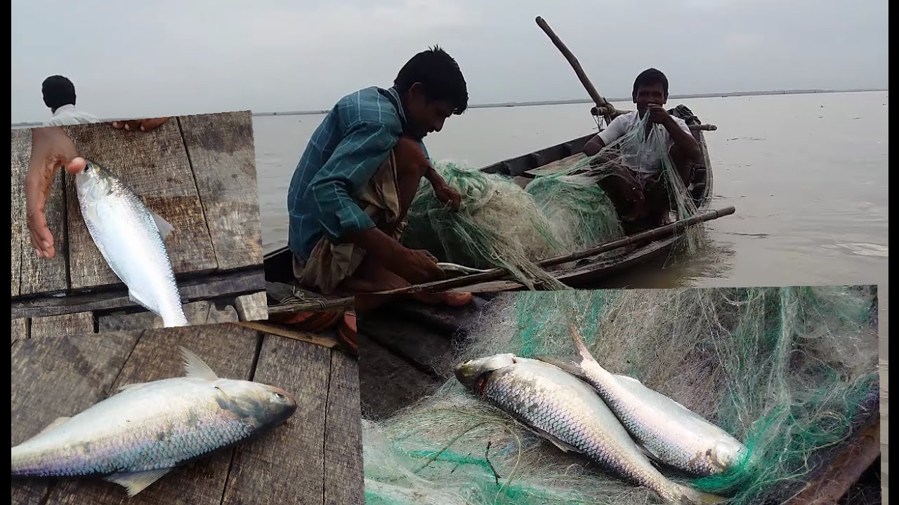 Hilsa Fish Padma River - 1280x720 Wallpaper - teahub.io