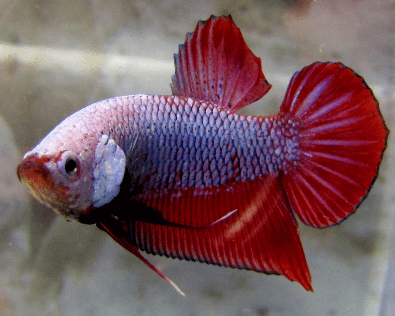 Betta Peixe Gif - 1280x1024 Wallpaper - teahub.io