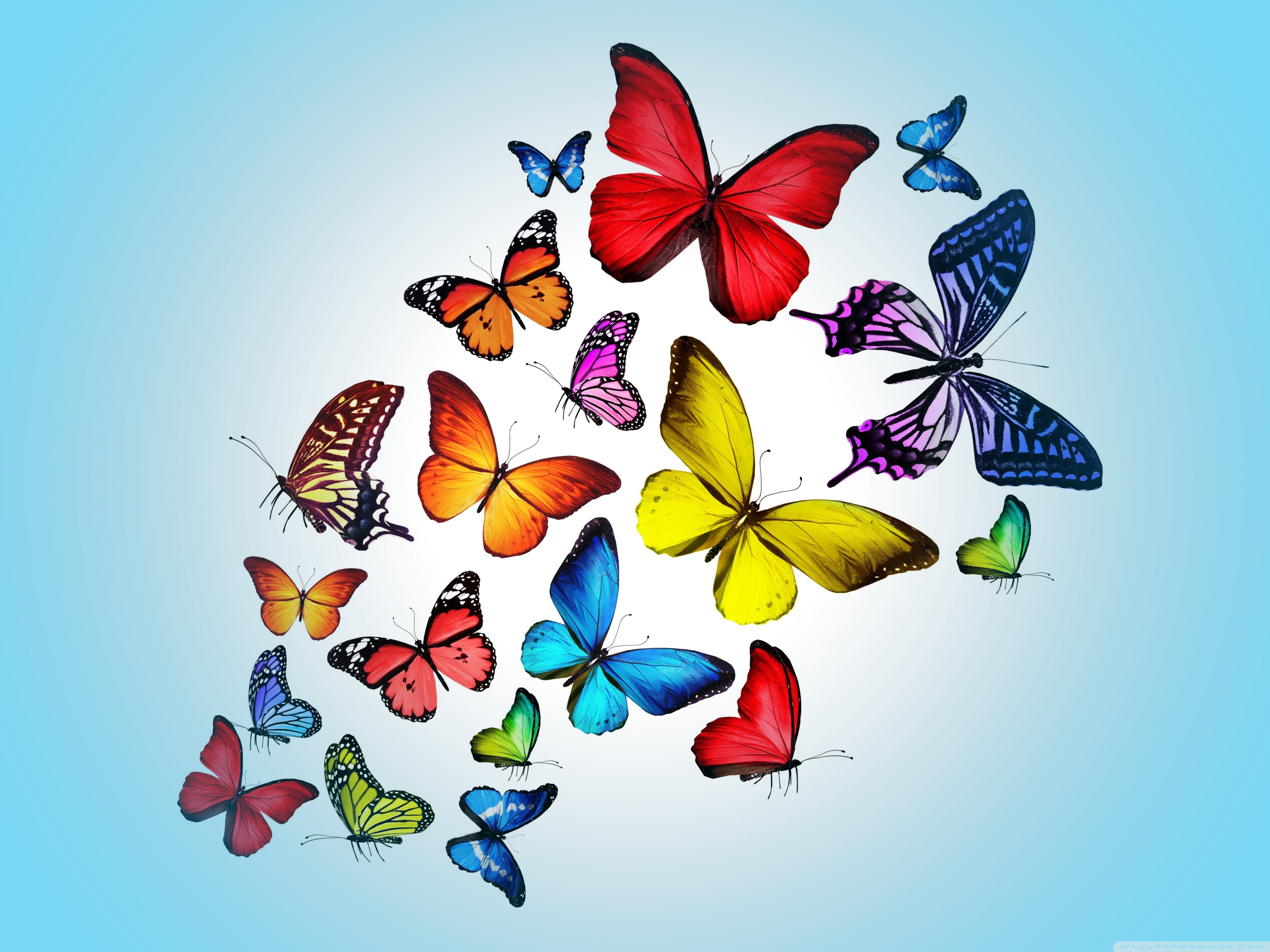 Hi Res Images Of Butterflies - 3200x2400 Wallpaper - teahub.io