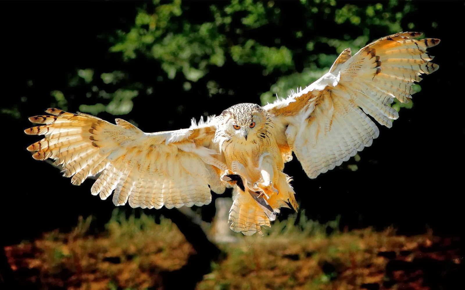 Vogel Foto Fliegende Eule Hintergrund - Fliegende Eule - 1600x1000 ...