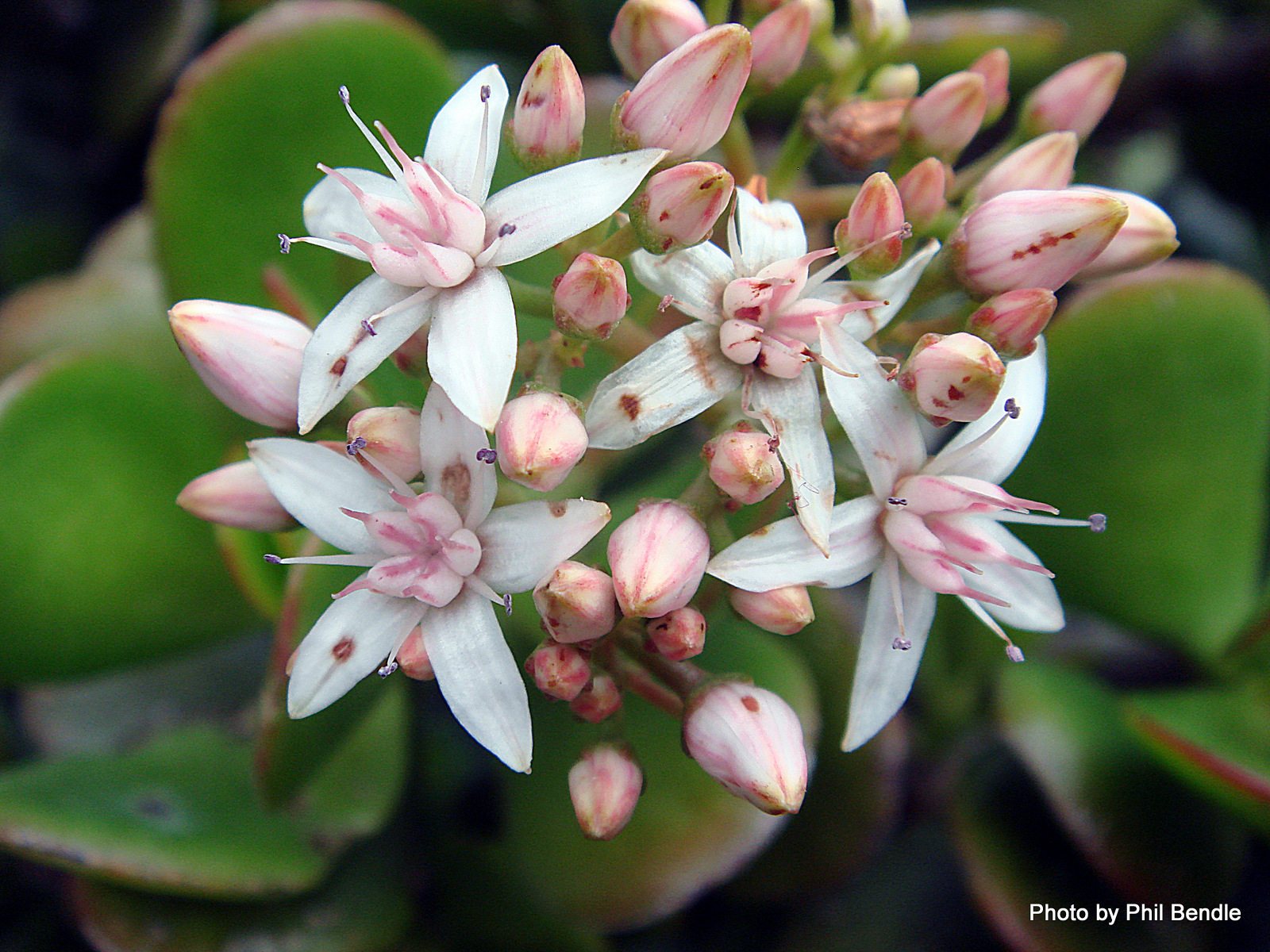 Jade Flower - 1600x1200 Wallpaper - teahub.io