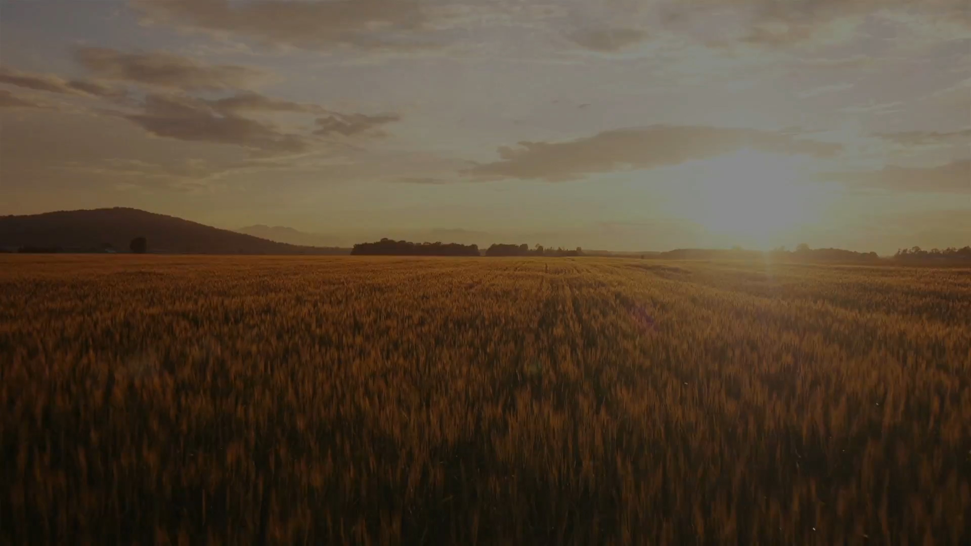 Soja Background - 1920x1080 Wallpaper - teahub.io