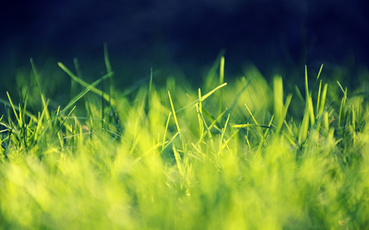 Green Grass Close Up - 1200x751 Wallpaper - teahub.io