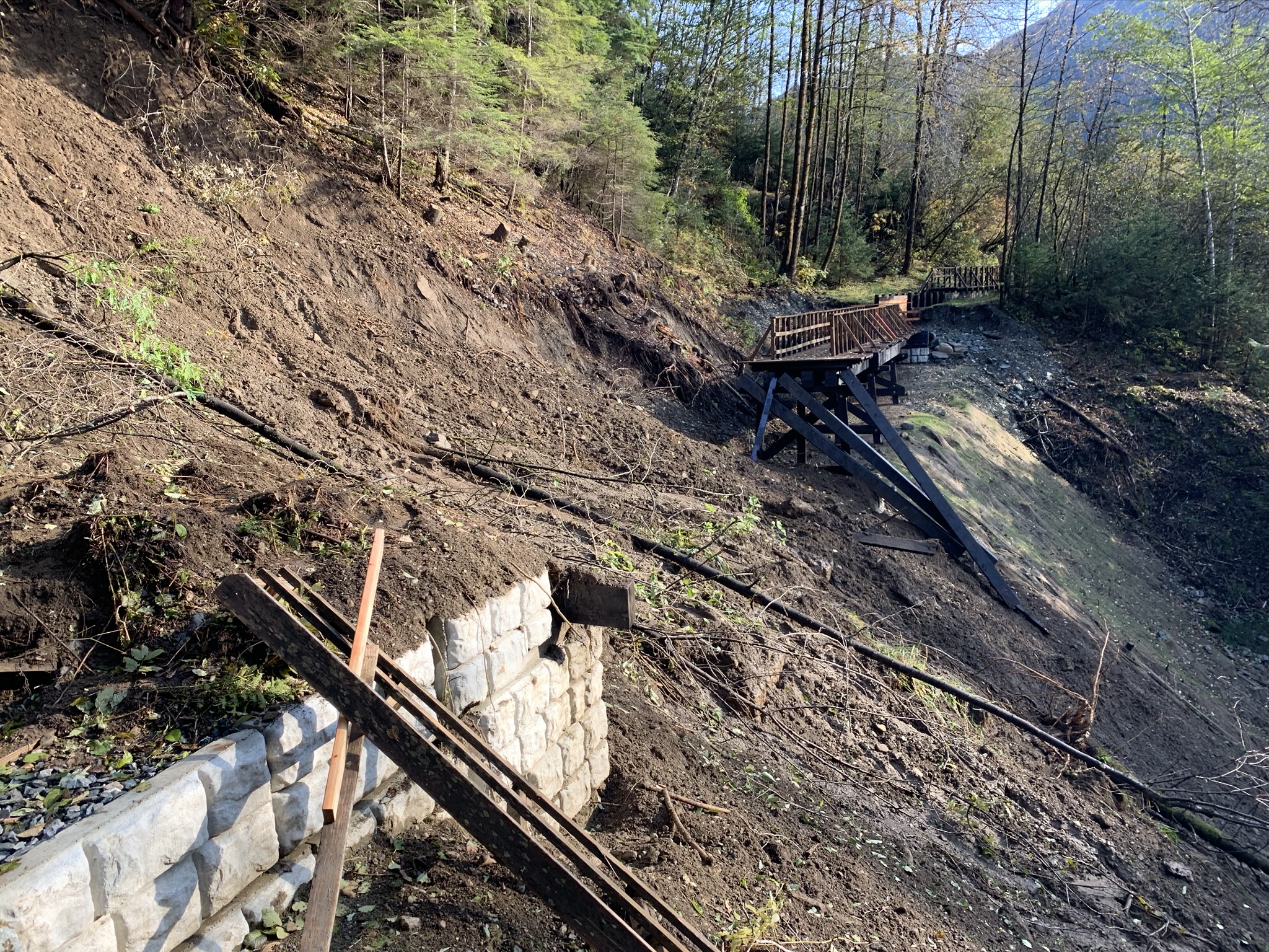 Old-growth Forest - 2048x1536 Wallpaper - teahub.io