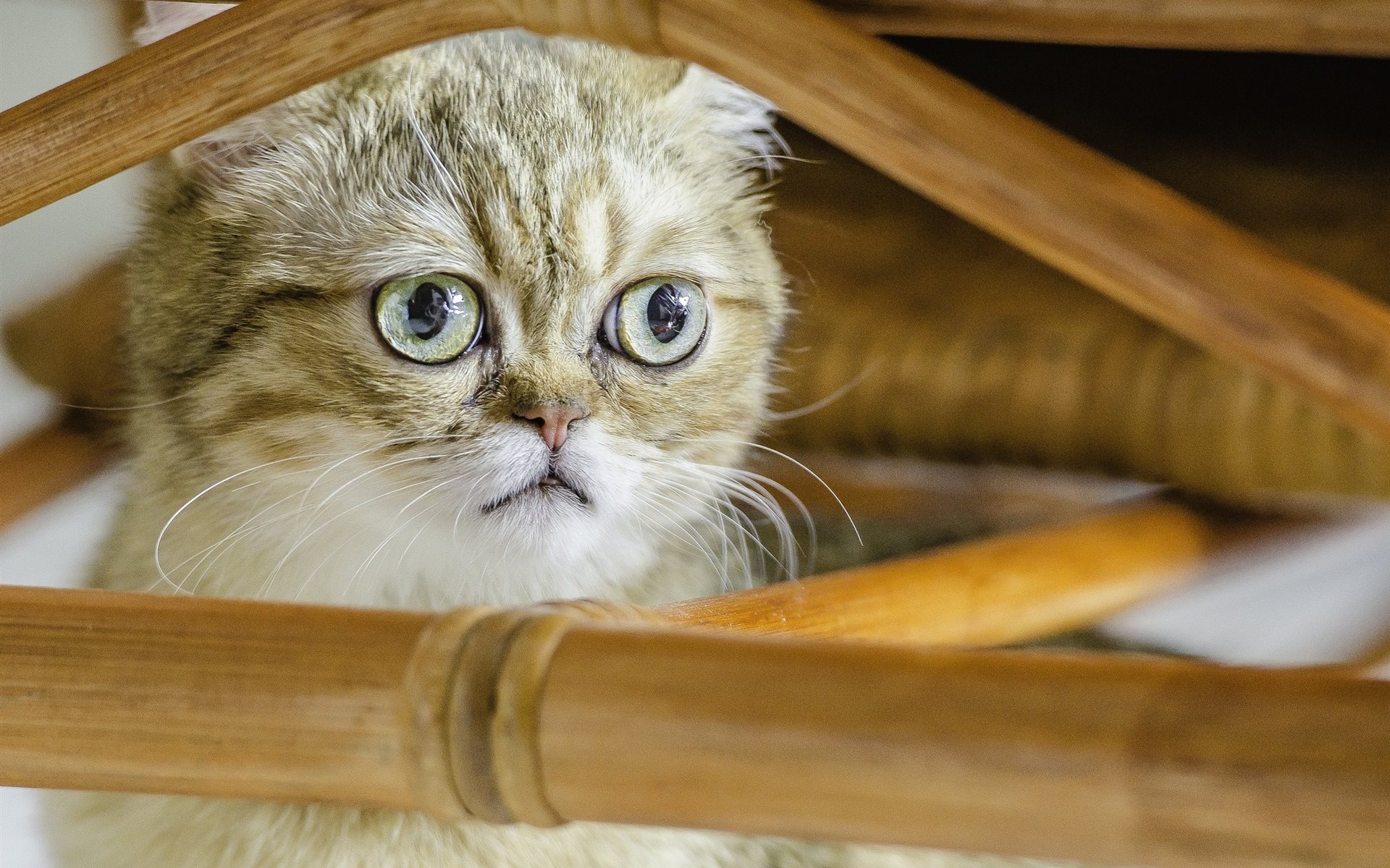 Wallpaper 1920x1200 Wallpaper Teahub Io