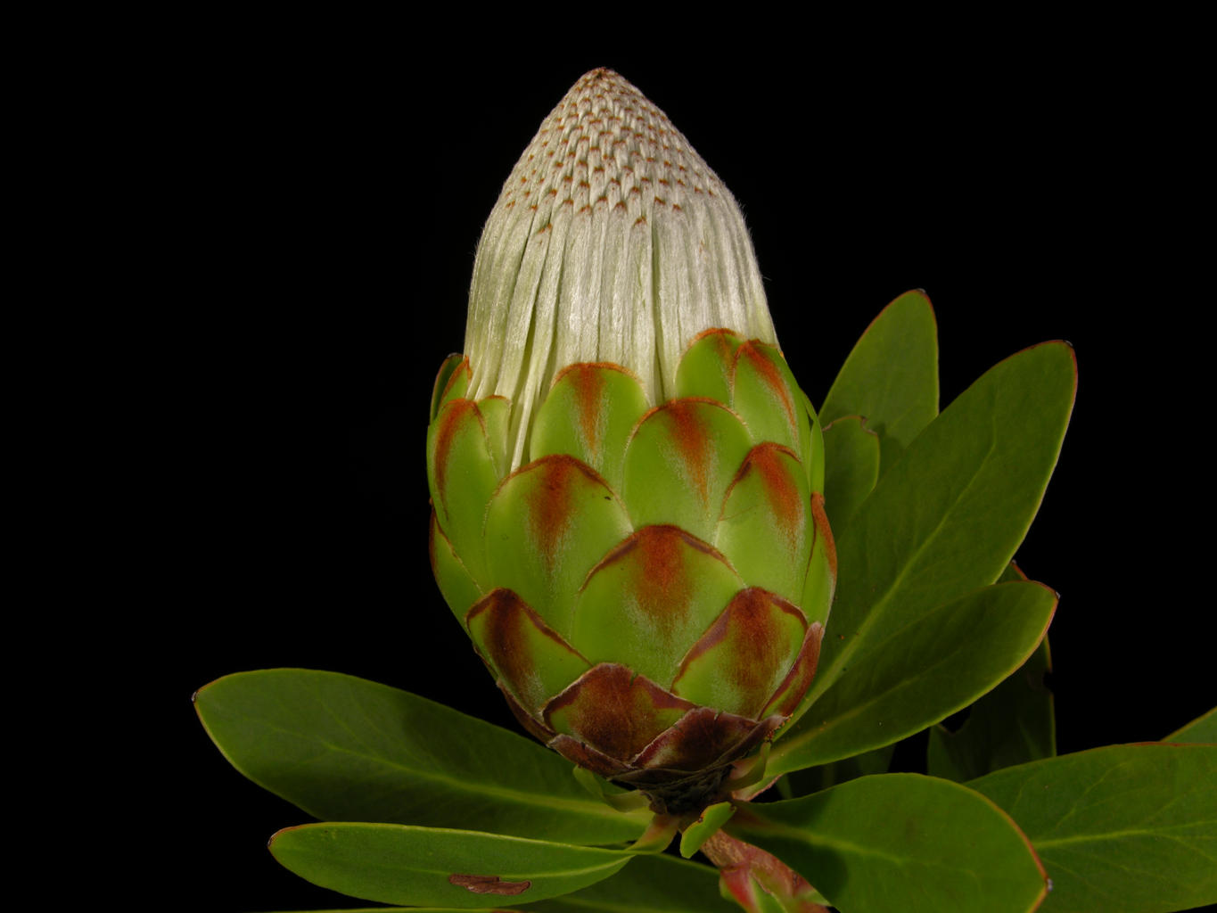 Protea Nitida Flower Head Bud - Protea - 1365x1024 Wallpaper - teahub.io
