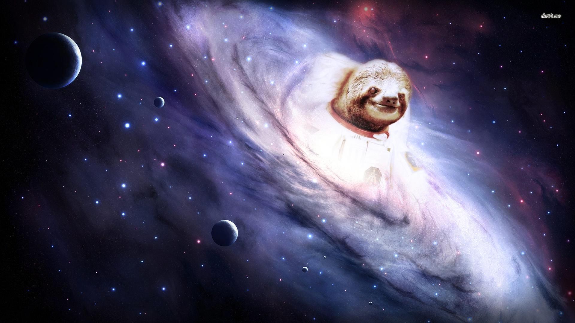 Sloth Wallpapers 1080p - 1920x1080 Wallpaper - teahub.io