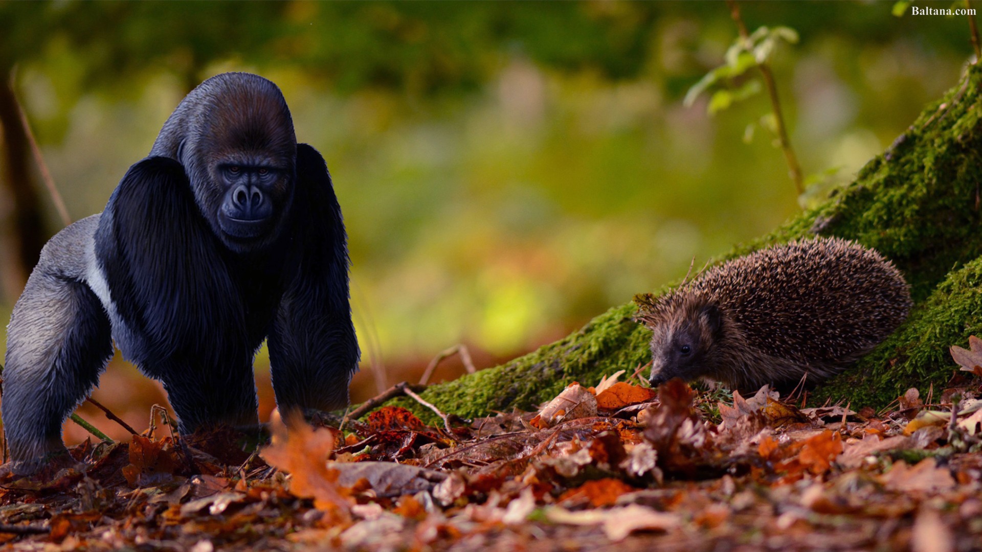 Gorilla Wallpaper - Hedgehog Wallpaper Autumn - 1920x1080 Wallpaper ...