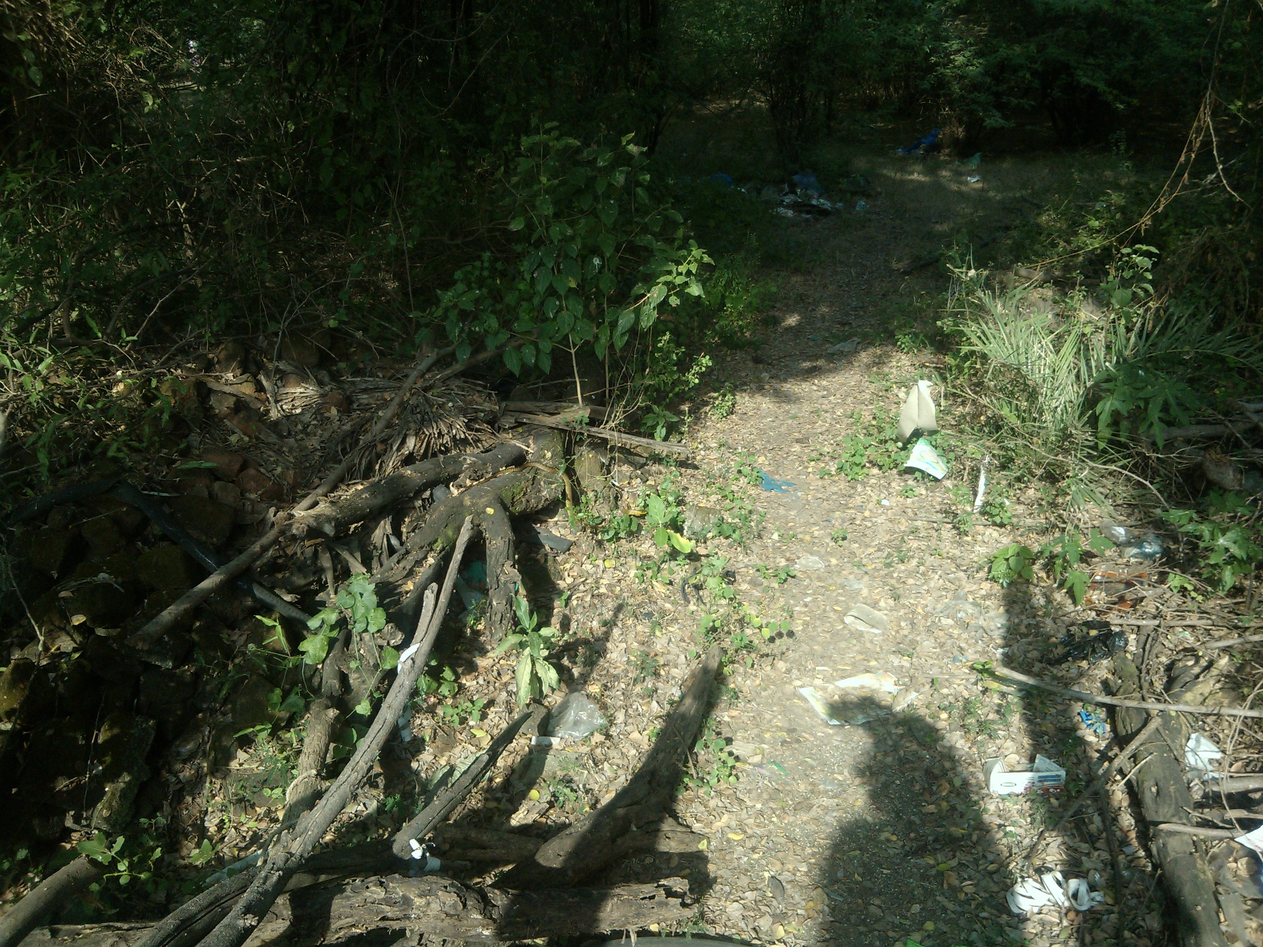 Wonderful Wallpapers - Old-growth Forest - 2592x1944 Wallpaper - teahub.io