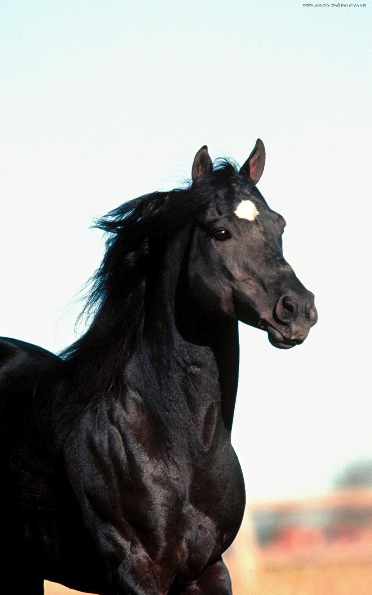 Black Horse In Movement Wallpaper - Docs Keepin Time American Quarter ...