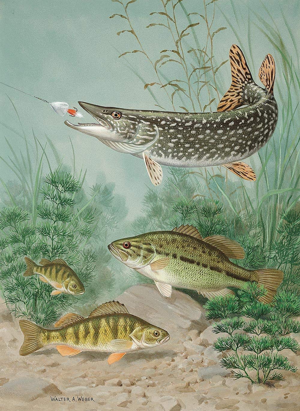 Northern Pike Swimming - 1000x1367 Wallpaper - teahub.io