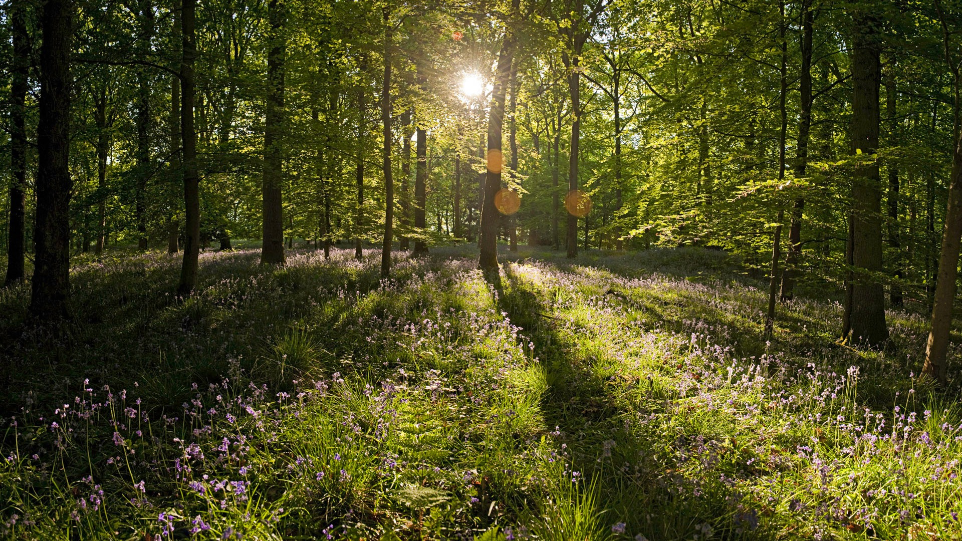 Hunger Games Forest Background - 1920x1080 Wallpaper - teahub.io