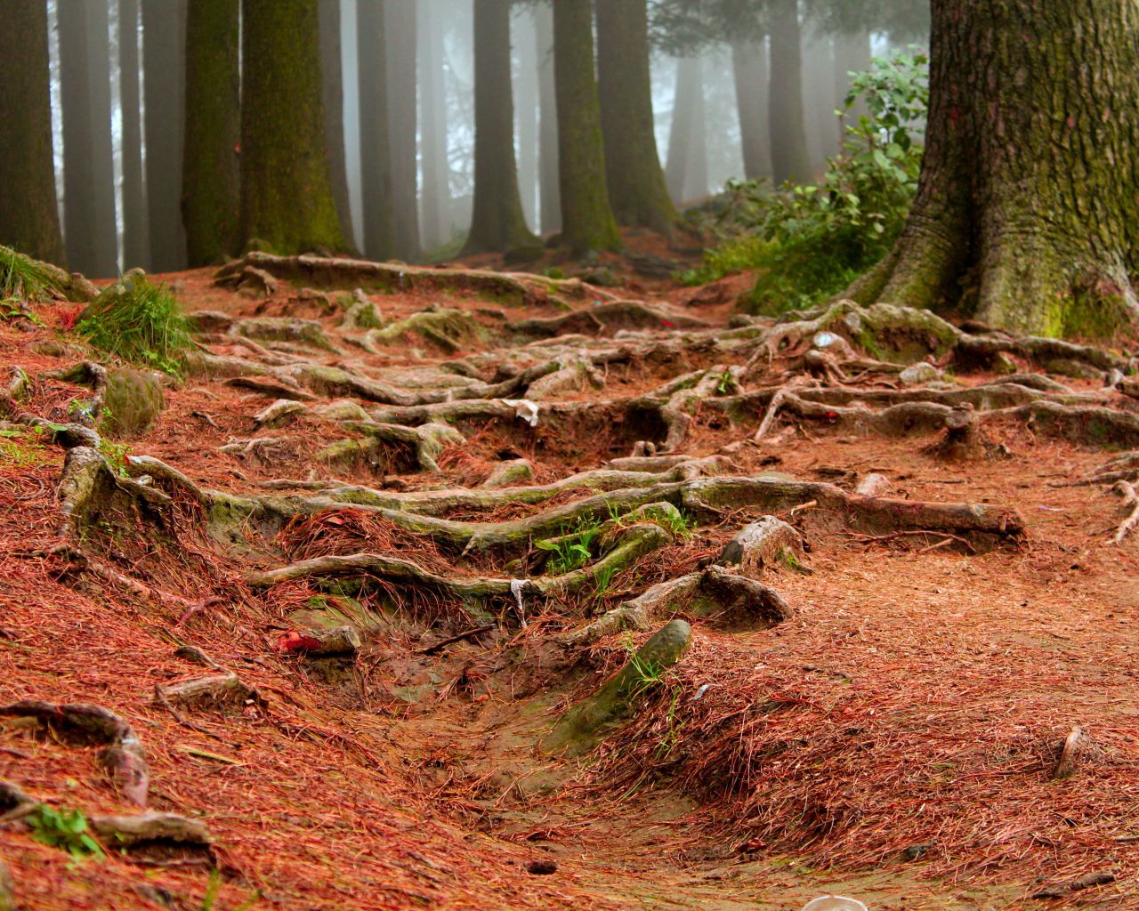 Red Dirt In Forest - 1440p - 1280x1024 Wallpaper - teahub.io