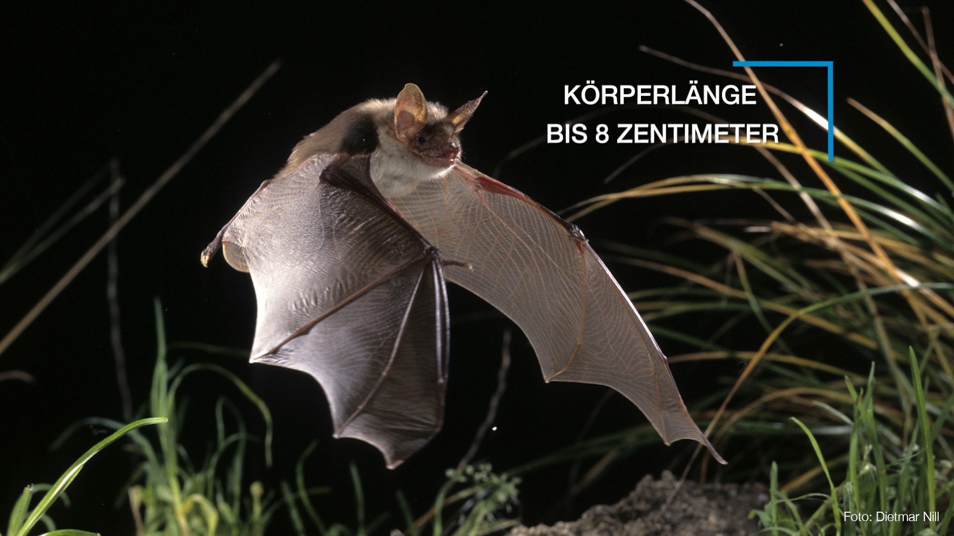 Fledermaus - Big Brown Bat - 1920x1080 Wallpaper - teahub.io