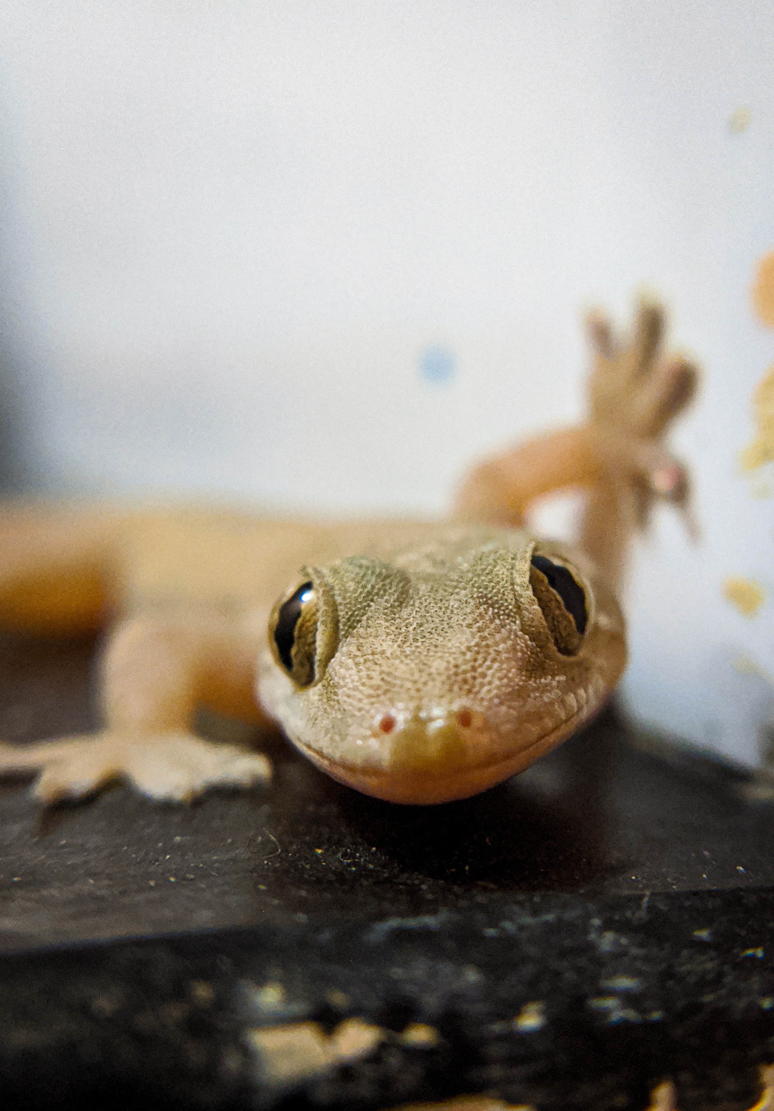 Gecko - 2718x3899 Wallpaper - teahub.io