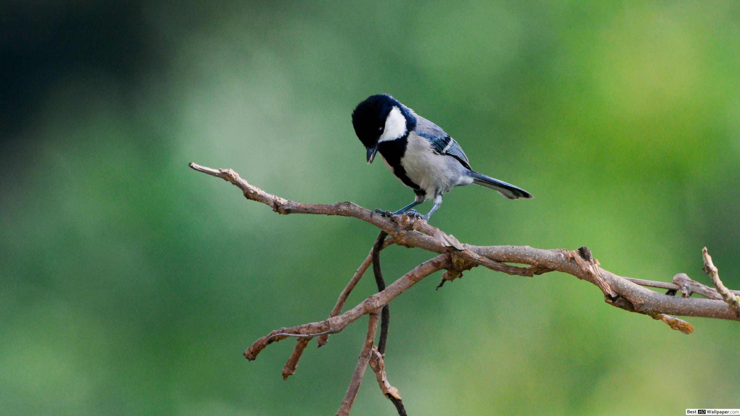 Black Capped Chickadee - 2560x1440 Wallpaper - teahub.io
