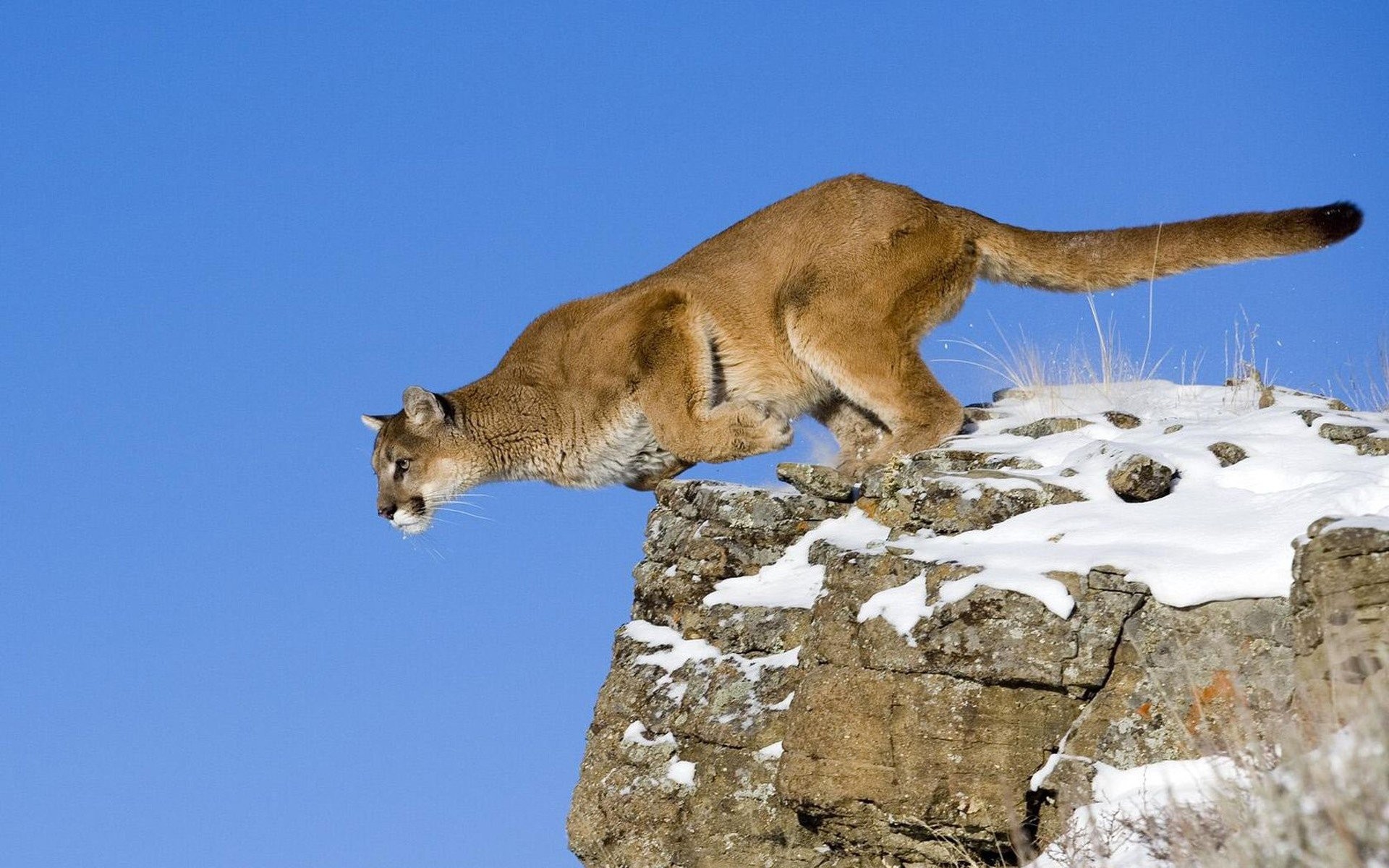 Jumping Puma - 1920x1200 Wallpaper - teahub.io