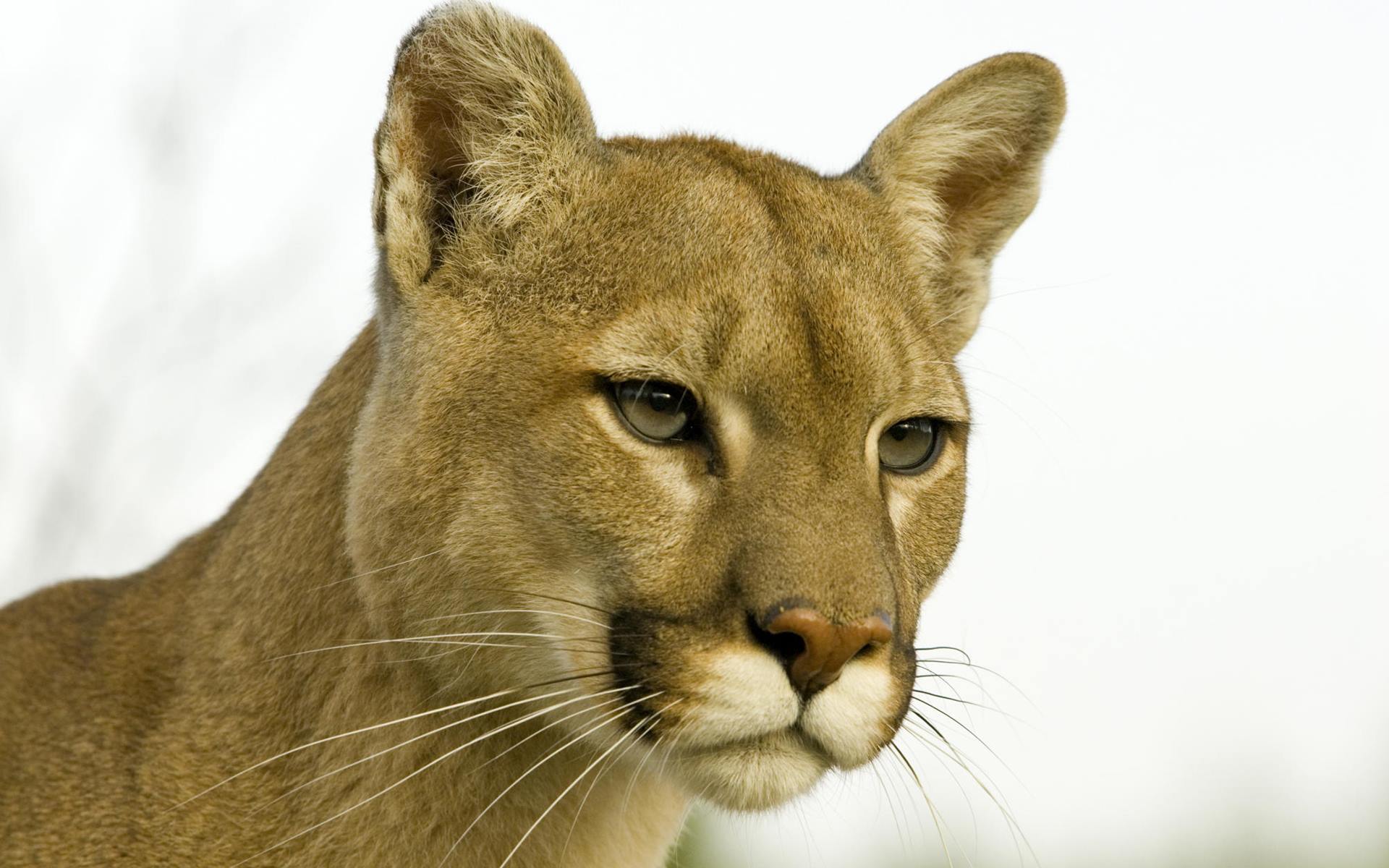 Puma Animal Hd - 1920x1200 Wallpaper - teahub.io